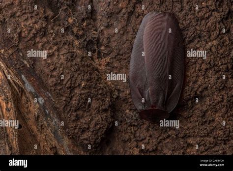 Megaloblatta Longipennis The Worlds Largest Cockroach Species Found In The Amazon Rainforest
