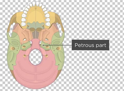 Pterygoid Processes Of The Sphenoid Sphenoid Bone Medial Pterygoid Muscle Lateral Pterygoid