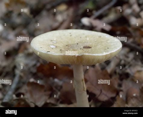 Basidiospores Mushroom