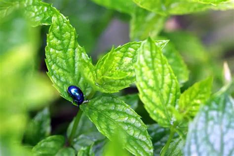 Does Mint Repel Bugs Pests You Can Keep Away With Mint Gardening Chief