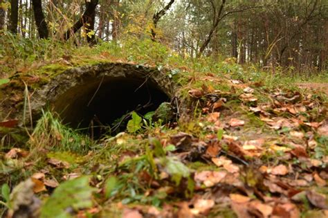 Surface Level Of Leaves In Forest Premium Photo