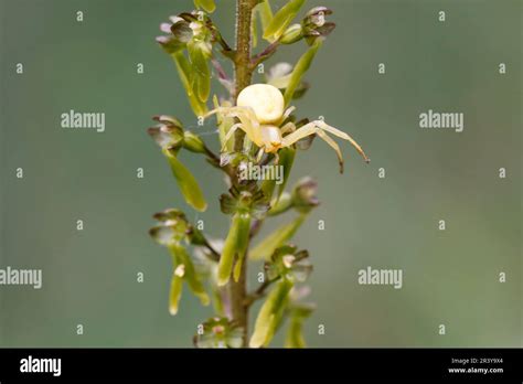 Misumena Vatia Known As Goldenrod Crab Spider Flower Spider Flower