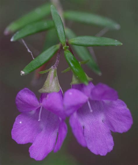 Prostanthera Phylicifolia Australian National Botanic Gar Flickr