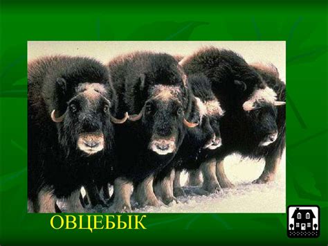Крестики нолики - презентация онлайн