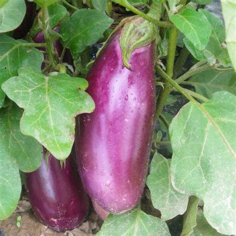 Aubergine Violette de Toulouse Bio La Boîte à Graines