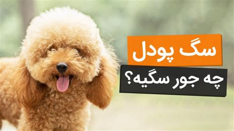 معرفی سگ نژاد پودل و ویژگی های ظاهری و رفتاری آنها