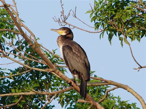 Резерват „СИЛКОСИЯ” Странджа 🌿🐇🐦🦎 ПК Чудни скали