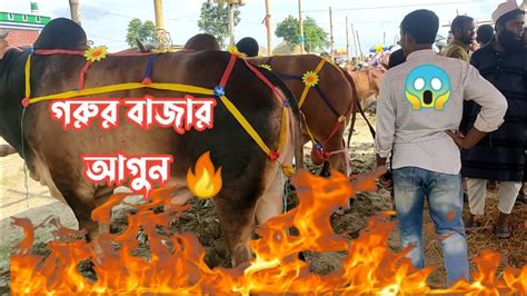 গরুর দাম এবার আগুন 🔥 নাগালের বাহিরে 😱 ব্রাহ্মণবাড়িয়া গরুর বাজার