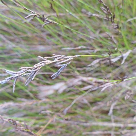 Common Capereed Restio Sieberi Plant Care And How To Grow Water