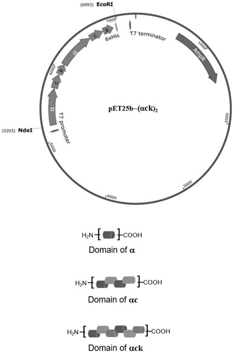 一种多嵌段重组蛋白及其制备方法以及纺丝工艺与流程2