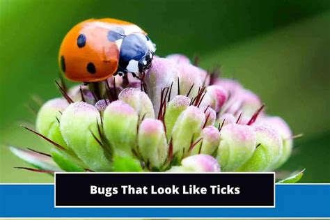 15 Bugs That Look Like Ticks But Arent