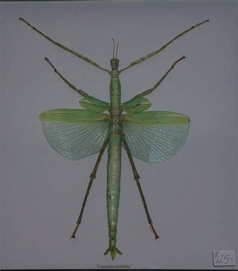 Giant Stick Insect Photograph By Linda Howes Pixels