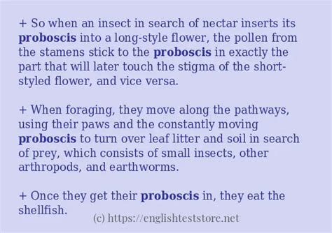 In Sentence Use Of Proboscis Englishteststore Blog