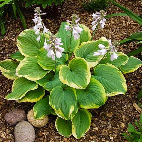 Hosta Fragrant Dream Order Online In Eu Directly From The Netherlands