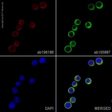Alexa Fluor® 647 Anti Eea1 Antibody [epr4245] Ab196186 Abcam