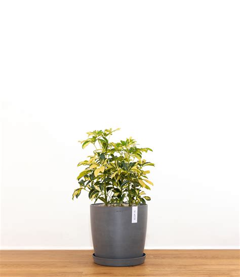 Schefflera Trinette Shop United Nursery