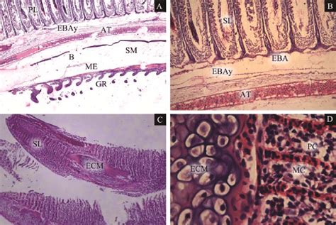 Structure Of Gills In Control Group X400 Pl Primary Lamella Sl