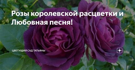 Розы королевской расцветки и Любовная песня Цветущий сад Татьяны Дзен