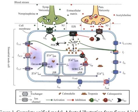 Figure 1 From Autonomic Nervous System Regulation Of The Sinoatrial