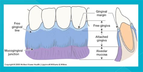 Supporting Structures The Periodontium Flashcards Quizlet