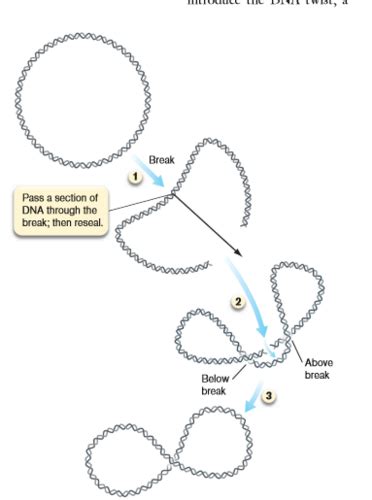 Chapter 7 Genomes And Chromosomes Microbiology Flashcards Quizlet