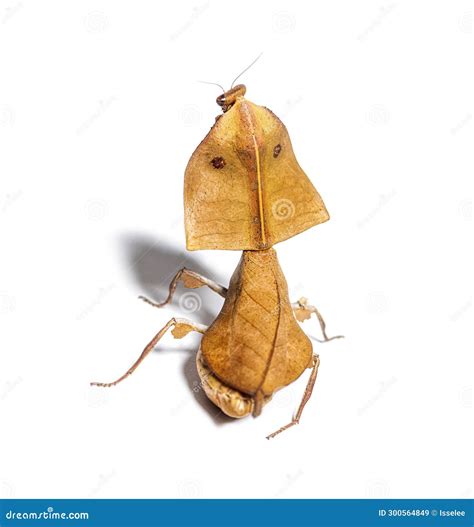 Back View Showing Eyespots Of A Female Dead Leaf Mantis Deroplatys