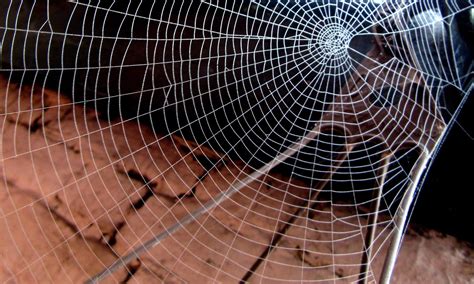 Photography Cobweb