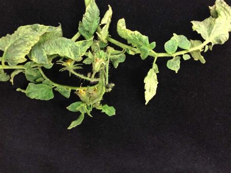 Tomato Mosaic Vegetable Disease Facts