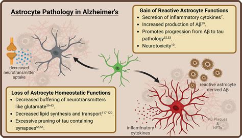 Astrocyte And Oligodendrocyte Pathology In Alzheimers Disease