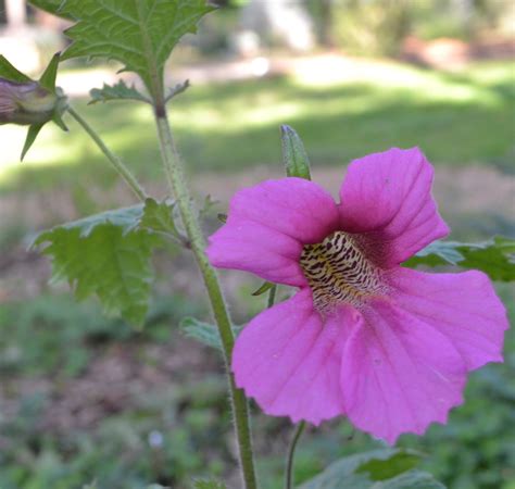 Pestimon Throat Uccello Lane