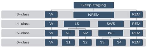 A Multi Class Automatic Sleep Staging Method Based On Photoplethysmography Signals