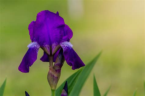 블루 아이리스 꽃 퍼플 바이올렛 섬세한 아름 다운 흐릿한 녹색 자연 배경 봄 클로즈업 정원 다채로운 인사말 카드 피는 식물 배너 클로즈업 아트 디자인 0명에 대한 스톡 사진