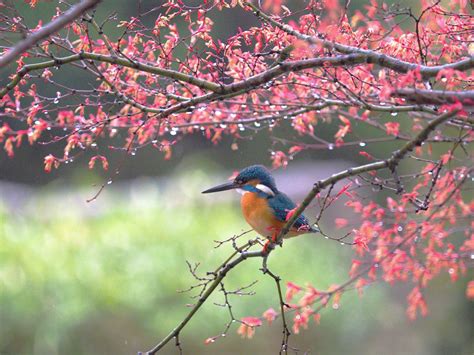 桜散らしの日 by Nature oyaji ID4353005 写真共有サイト PHOTOHITO