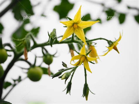 ミニトマトの花 写真素材 4457286 フォトライブラリー photolibrary