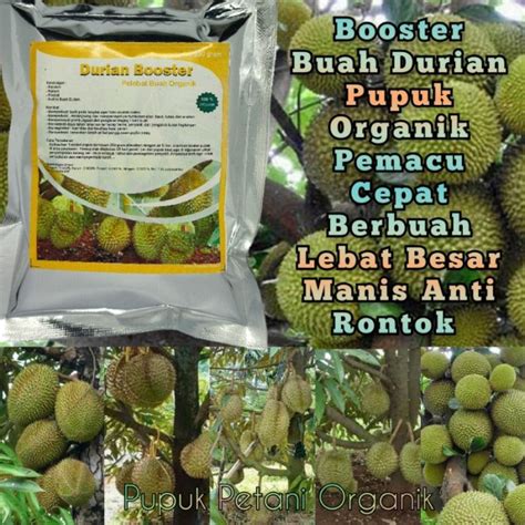 Jual Pupuk Organik Pelebat Buah Dan Booster Durian Cepat Berbuah Lebat