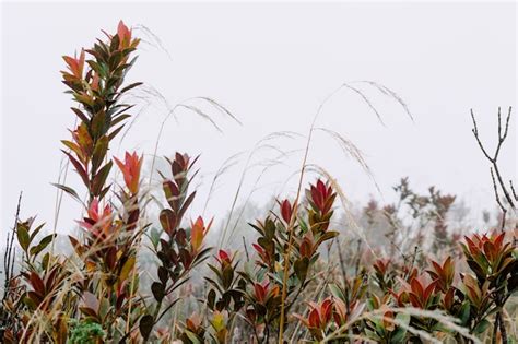 Primer Plano De Una Planta Con Hojas Verdes Y Rojas Foto Gratis