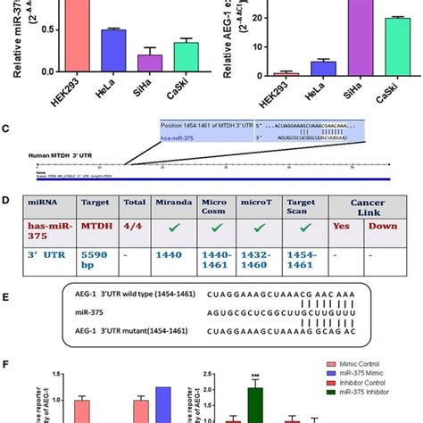 Mir 375 Suppressed The Invasion And Migration In Cervical Cancer Cells