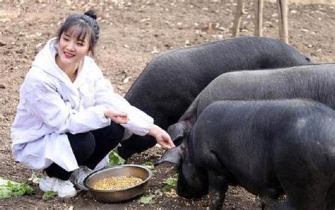 大学生毕业回家养猪父亲为她婚事发愁扬言陪嫁300头猪 宠界新闻