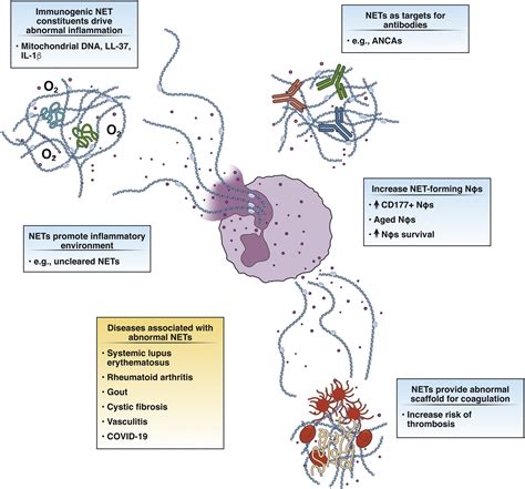 Neutrophil Extracellular Traps In Inflammatory Bowel Disease