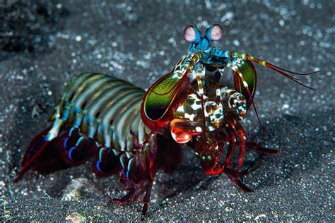 Odontodactylus Scyllarus Wikiwand