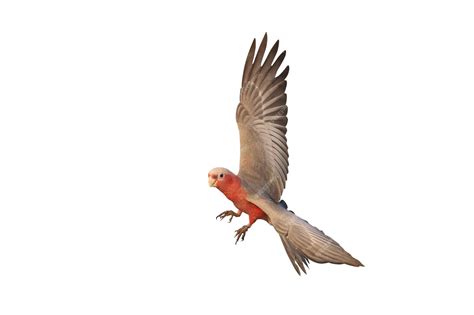 Premium Photo Beautiful Of Galah Cockatoo Flying Isolated On White