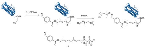 Ijms Special Issue Protein Engineering