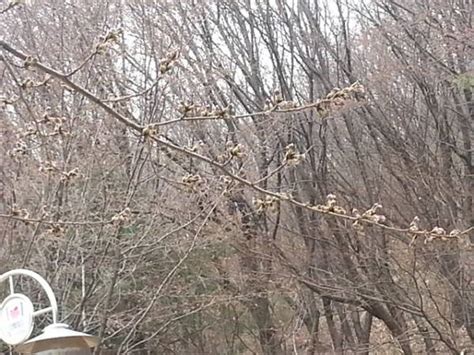 벚꽃 없는 벚꽃축제 앙돼요