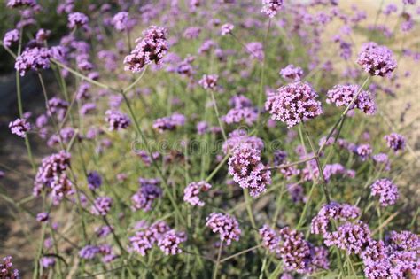 Flowers Are The Reproductive Structures Of Flowering Plants Angiosperms And Play A Crucial