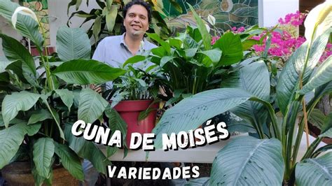 Tipos De Plantas Cuna De Moisés Mi Tienduca