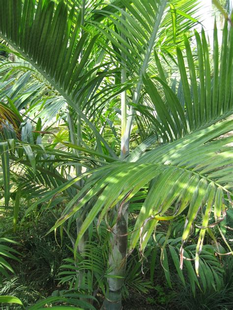 Clustering Dypsis Cabadae Discussing Palm Trees Worldwide Palmtalk