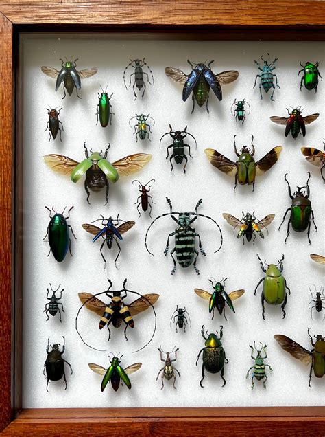 Mid Century Beetles Framed Insect Bugs And Insects Beetle