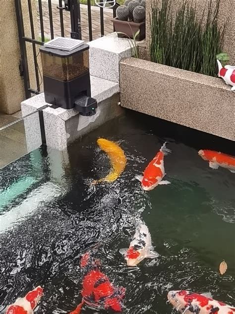 Koi Fish Pond Auto Fish Feeder Artofit