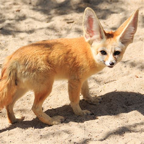 Fennec Fox Facts Size Lifespan Habitat And Pictures