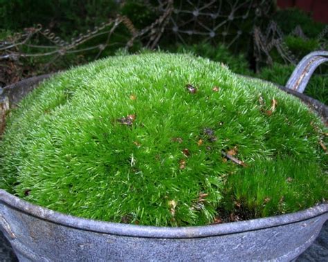 How To Create A Moss Garden For Beautiful Greenery Dengarden